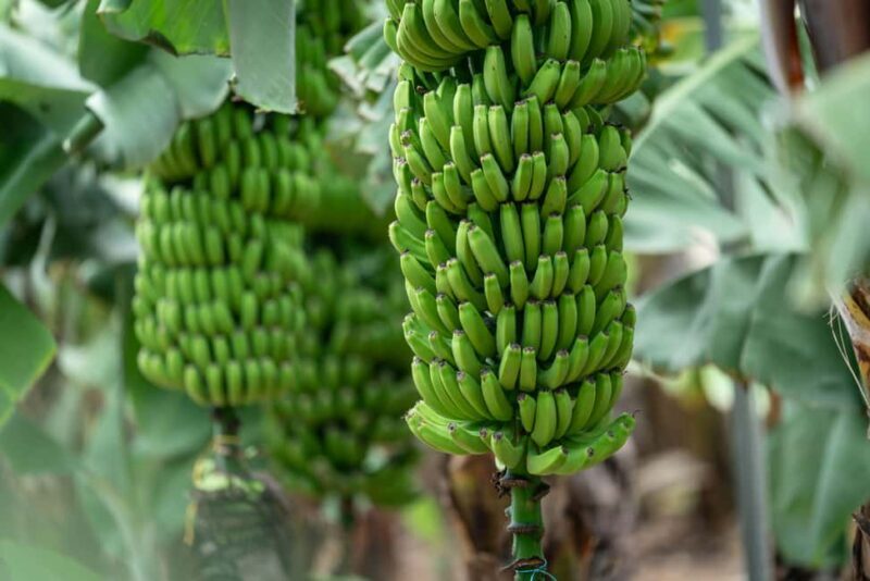 Tastes of Gran Canaria A Day of Flavours and Culture - Who Should Consider This Tour?