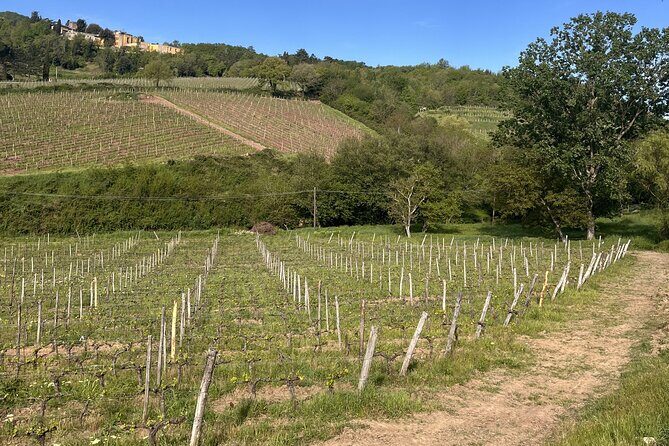 Tasting in a Tuscan Vineyard with transfer from Pisa - FAQs
