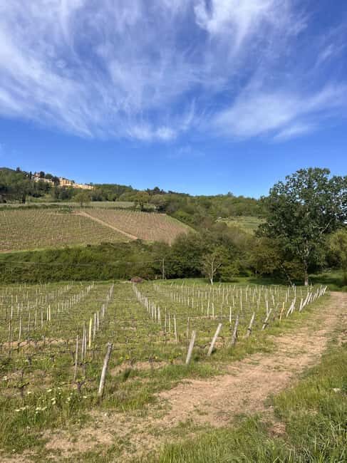 Tasting in a Tuscan Vineyard with transfer from Pisa - An In-Depth Look at the Tour Experience  