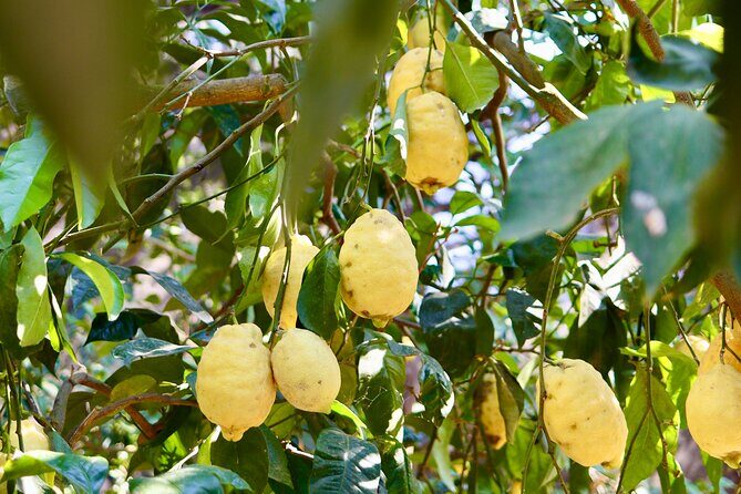 Tasting Limoncello, Oil and Typical Products in Farmhouse - Key Points