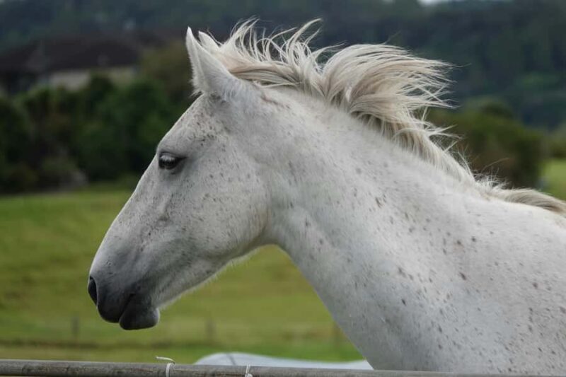 Taupo/Turangi: The Torohe Half-Day Horse Trek - Who Will Love This Tour?