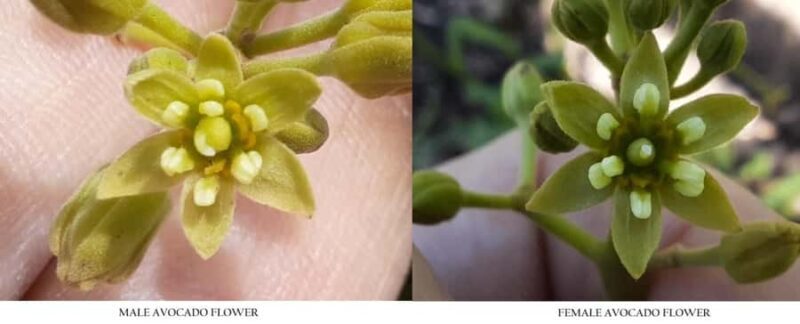 Tauranga: Kiwifruit Destination and Sights Shore Excursion - The Sum Up: Who Should Take This Tour?