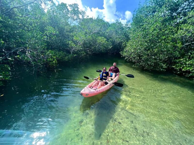 Tavernier, FL: Mangrove and Manatees Guided Kayak Eco Tour - Introduction: What to Expect from the Mangrove and Manatees Guided Kayak Eco Tour