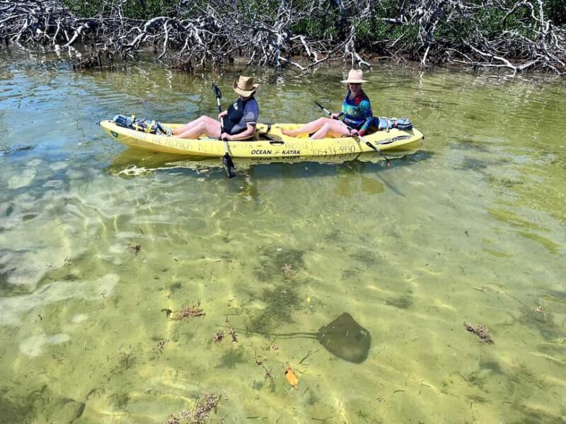 Tavernier, FL: Mangrove and Manatees Guided Kayak Eco Tour - The Sum Up: Why This Tour Is a Solid Choice