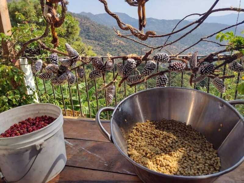 Taxco: Organic Coffee Garden Experience - FAQ