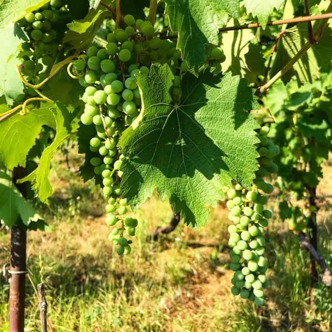 Tbilisi: Kakheti Signagi Telavi Alaverdi Full-Day Tour - Is This Tour Right for You?