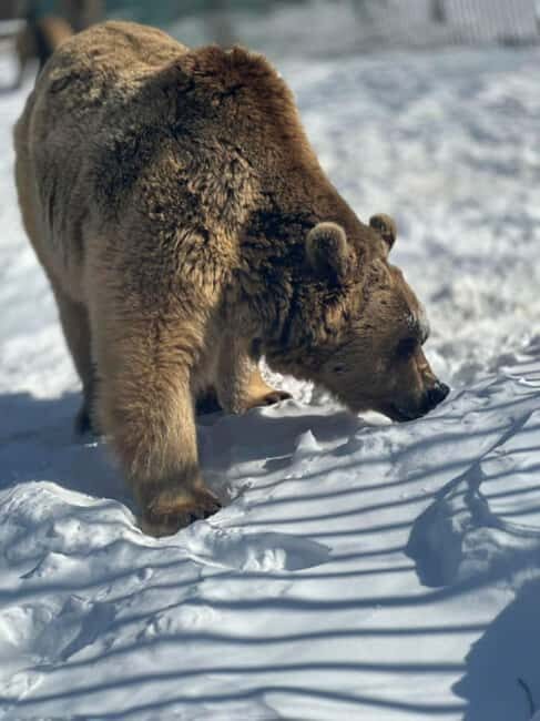 Tbilisi: Sabaduri Forest & Chronicles Tour With Wildlife - Evaluating the Experience: Is it Worth the Price?