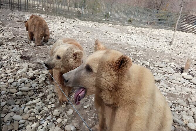 Tbilisi: Sabaduri Forest, Georgian Stonehenge & Bear Sanctuary - Overview of the Tbilisi: Sabaduri Forest, Georgian Stonehenge & Bear Sanctuary Tour