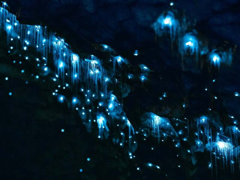 Te Anau: Glowworm Caves Guided Tour - An in-depth look at the Te Anau Glowworm Caves Guided Tour