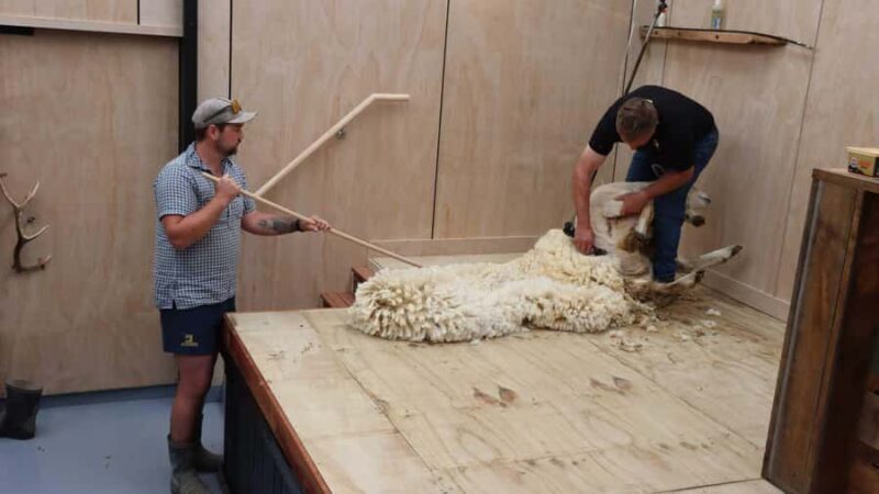 Te Anau: Milford Sound Coach & Cruise with Farm Experience - The Sum Up