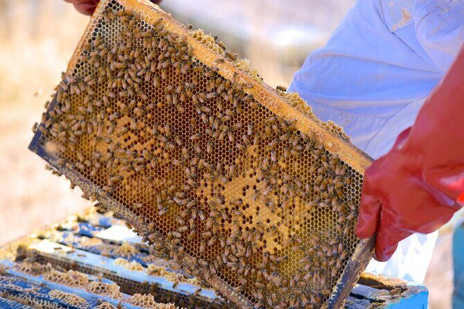 Te Mata Explorer Private Tour from Napier Cruise Port - Introduction