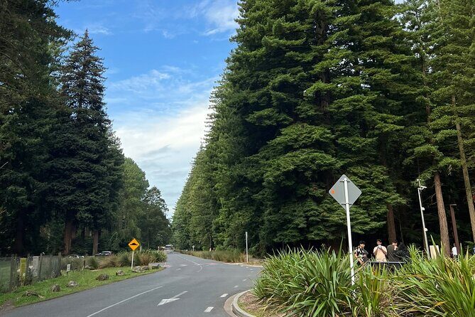 Te Puia And Redwood Park Day Trip Transport From Auckland - The Sum Up