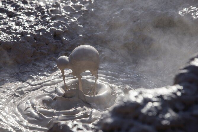 Te Puia Geothermal, Kiwi and Mori Art (Glow worms opt. extra) - A Close Look at the Te Puia Geothermal, Maori Arts, and Glow Worm Tour