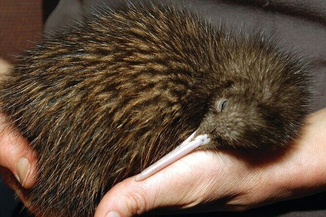 Te Puia Geothermal Valley - Rotorua - Analyzing Value and Experience