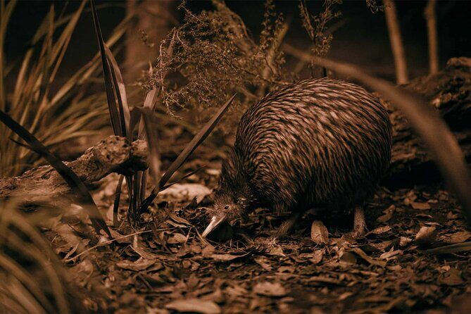 Te Puia: Te P Indigenous Evening Experience Combo - The Ultimate Guide to the Te Puia Indigenous Evening Experience