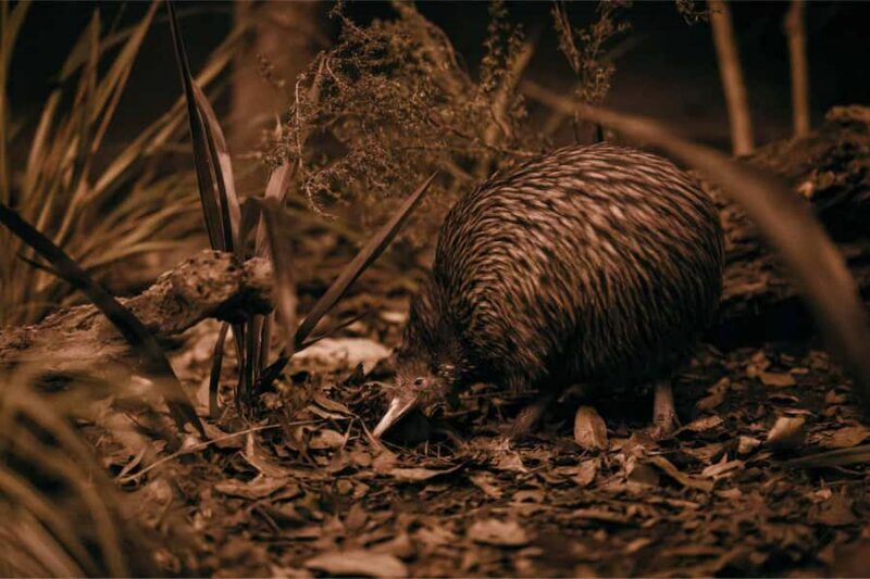 Te Puia: Tuku Iho Trail with Cultural Show - Practical Details and Tips