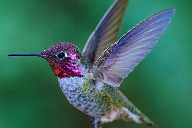 Tea with hummingbirds at a Hummingbird Sanctuary - Who Is This Experience Best For?