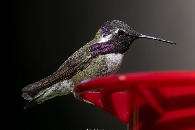 Tea with hummingbirds at a Hummingbird Sanctuary - FAQ