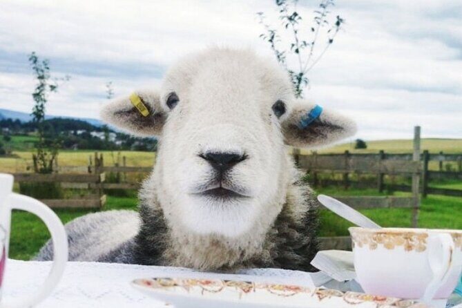 Tea with Naughty Sheep - An Authentic Countryside Encounter with Playful Sheep