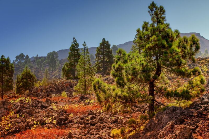Teide: Guided Sunset & Stargazing Tour by Night with Dinner - Mount Teide National Park: Photo Stops & Sightseeing