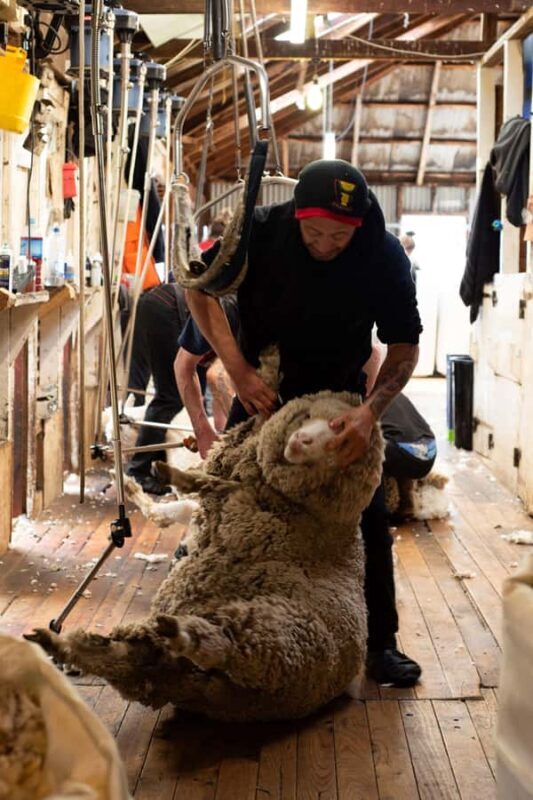 Tekapo: Merino Sheep Shearing and Sheepdog Demonstration - Tekapo: Merino Sheep Shearing and Sheepdog Demonstration – A Closer Look