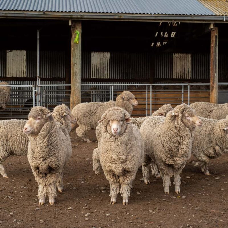 Tekapo: Merino Sheep Shearing and Sheepdog Demonstration - The Practical Side: Logistics and Value