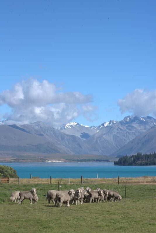 Tekapo: Merino Sheep Shearing and Sheepdog Demonstration - FAQ