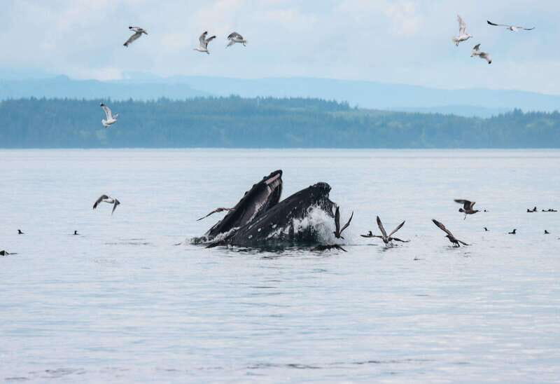 Telegraph Cove: Day Trip Kayaking Tour - FAQs