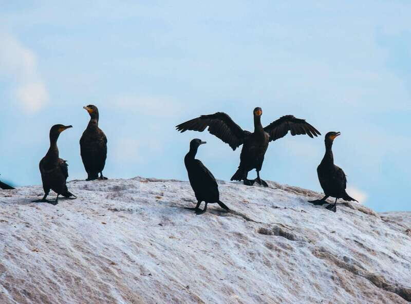 Telegraph Cove: Half-Day Kayaking Tour - Who Will Love This Tour?