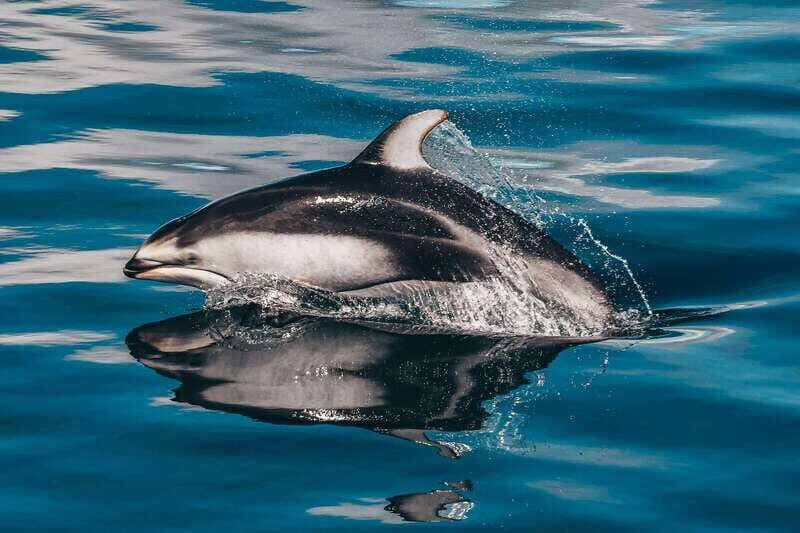 Telegraph Cove: Whale Watching Adventure with Free Photos - Who Will Love This Tour?
