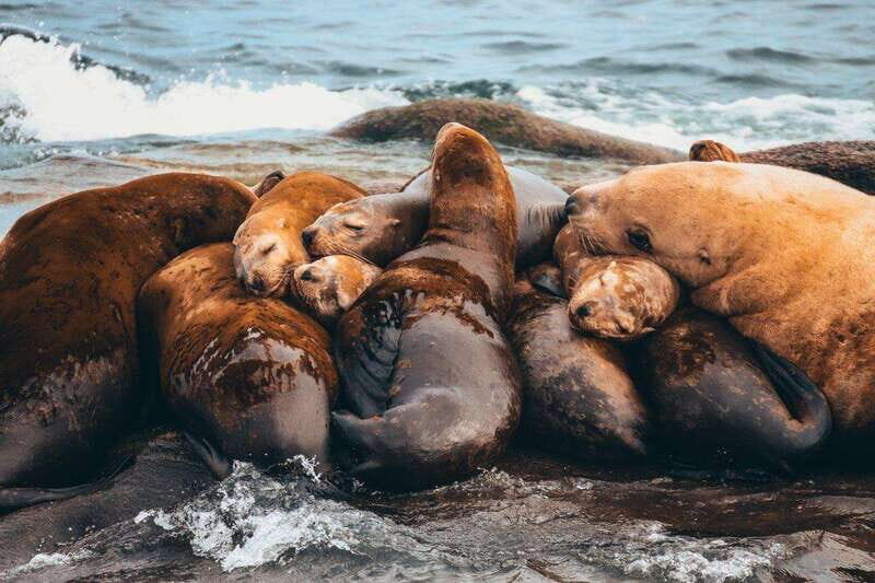 Telegraph Cove: Whale Watching Adventure with Free Photos - In Summary