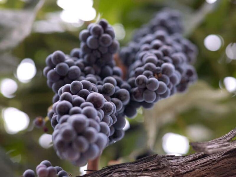 Temecula: 3-Winery Tour with Tastings and Lunch - Frequently Asked Questions