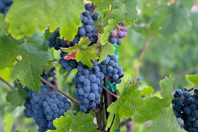 Temecula Treasures Wine Tour - Exploring the Itinerary