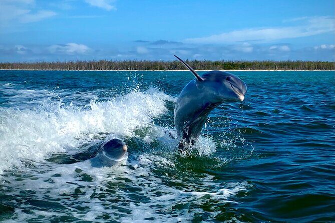 Ten Thousand Islands Eco/Dolphin Tour - The Experience: What You Can Expect
