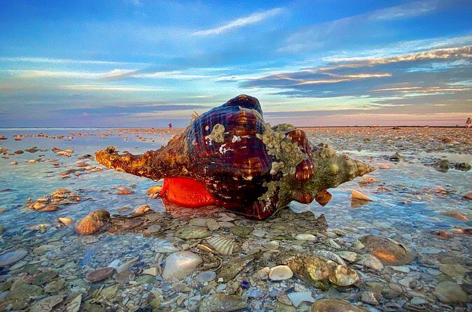 Ten Thousand Islands Eco/Dolphin Tour - Practical Details