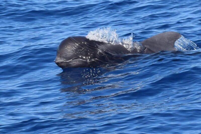 Tenerife: 3 &-6 Hour Private Whale & Dolphin Watching - The Itinerary: What to Expect from Start to Finish