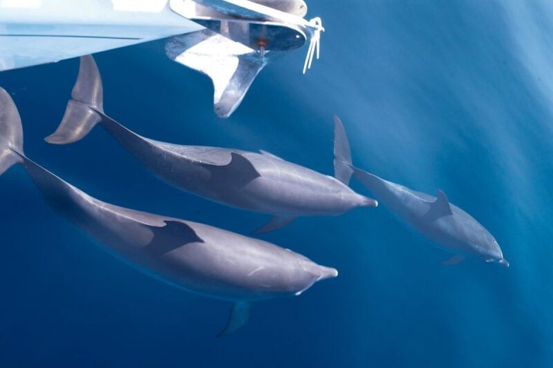 Tenerife: 3 &-6 Hour Private Whale & Dolphin Watching - Who Will Love This Tour?