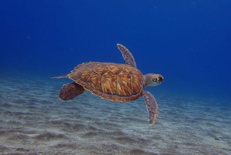 Tenerife: Abades Beach Beginner Diving Experience - Tenerife: Abades Beach Beginner Diving Experience — An Honest Review