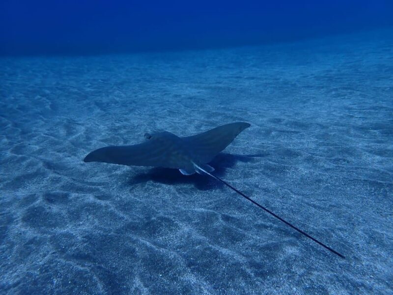 Tenerife: Abades Beach Beginner Diving Experience - The Group and Timing