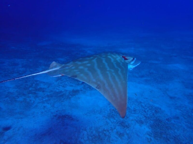 Tenerife: Abades Beach Beginner Diving Experience - Who Will Love This Experience?