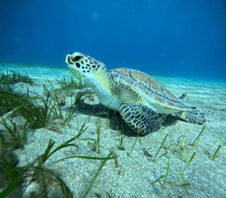 Tenerife: Abades Beach Beginner Diving Experience - FAQs