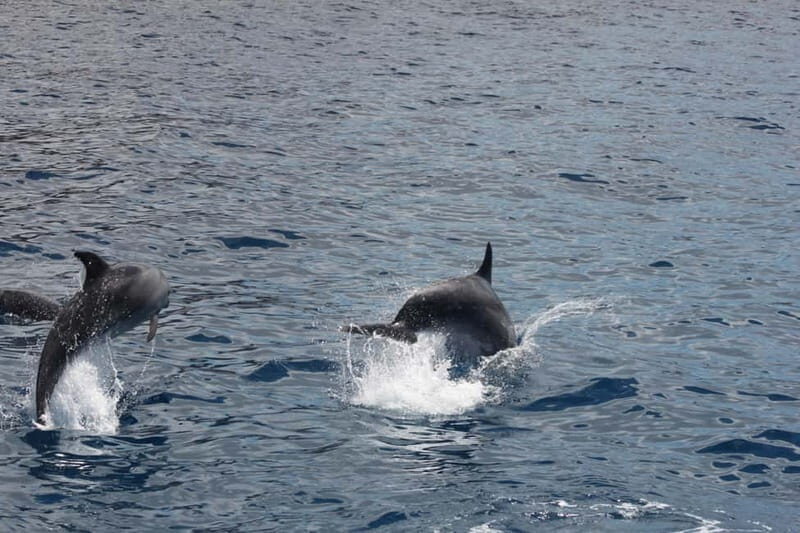 Tenerife: Accessible Whale Watching & Ocean Experience - Key Points