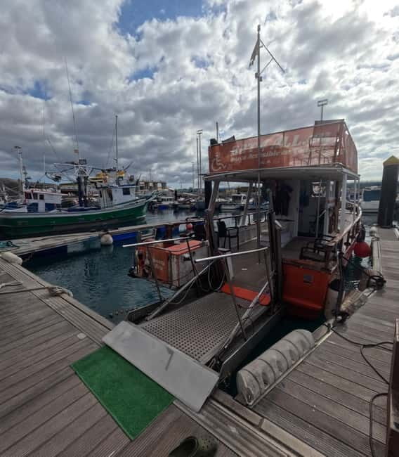 Tenerife: Accessible Whale Watching & Ocean Experience - The Experience: What to Expect on Your Tenerife Ocean Adventure