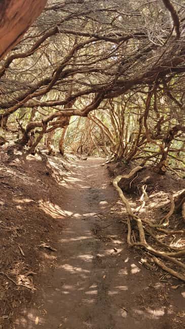 Tenerife Anaga Mountains: Circular Hike in the Laurel Forest - Small Group 10-12 P - Exploring the Tenerife Anaga Mountains: A Circular Hike Through the Laurel Forest