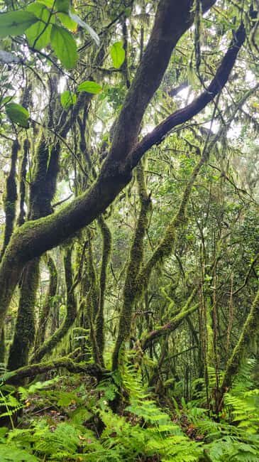 Tenerife Anaga Mountains: Circular Hike in the Laurel Forest - Small Group 10-12 P - Key Points