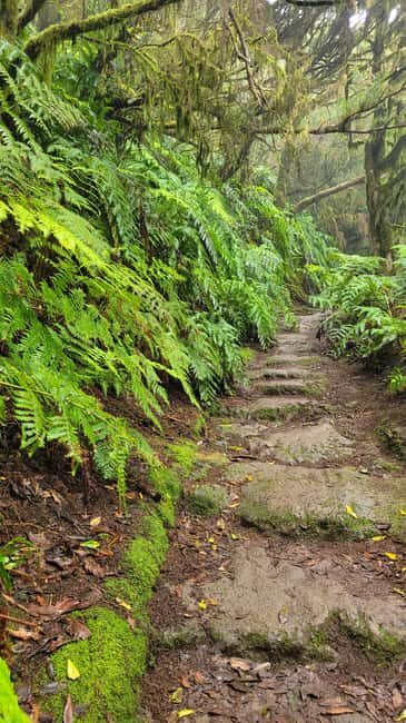 Tenerife Anaga Mountains: Circular Hike in the Laurel Forest - Small Group 10-12 P - The Laurel Forest: Nature’s Fairy-tale Setting