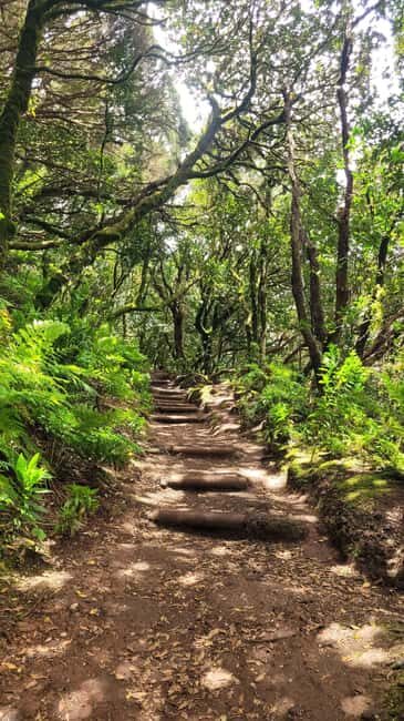 Tenerife Anaga Mountains: Circular Hike in the Laurel Forest - Small Group 10-12 P - Practical Details and Recommendations