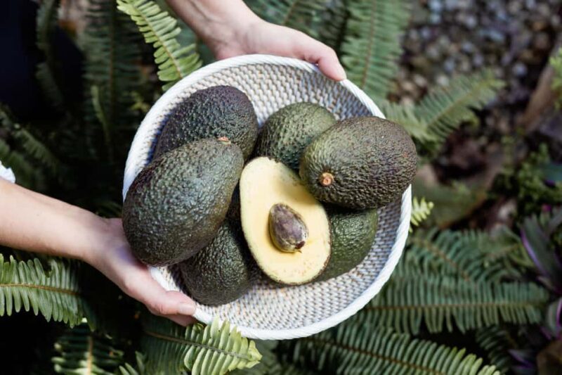 Tenerife: Avocado Farm Tour with Tasting Menu & Wine - Key Points