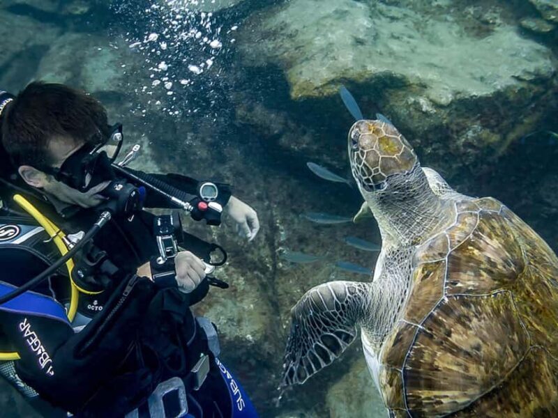 Tenerife: Beginner Scuba Dive Experience - Key Points