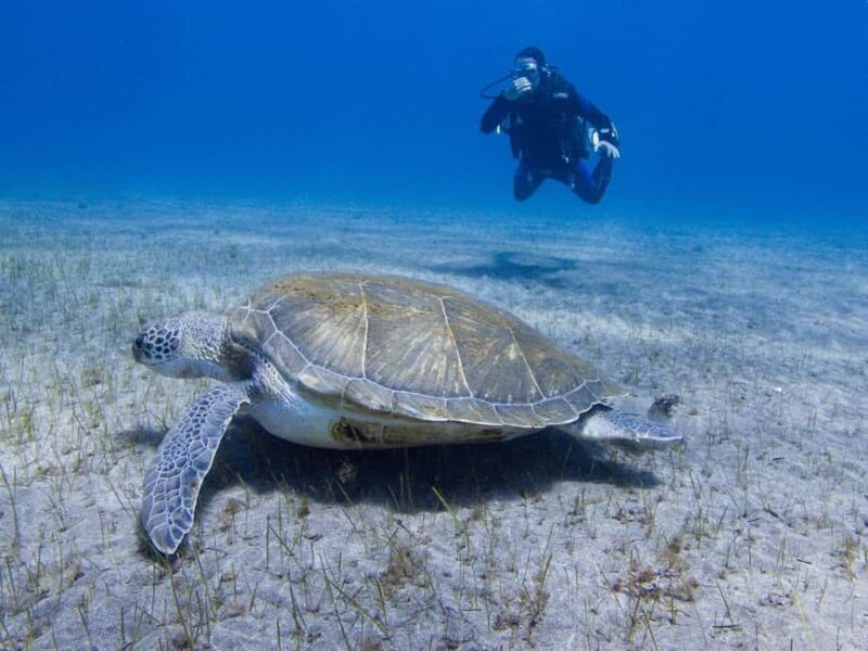 Tenerife: Beginner Scuba Dive Experience - Introduction to the Tenerife Beginner Scuba Tour